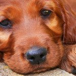 Debra Hamilton: Providing for Your Pets in Your Will Is NOT Enough ...